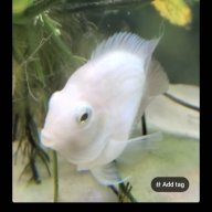 Snow White Parrot Convict | Cichlidaholics Cichlid Forum - Forums For ...